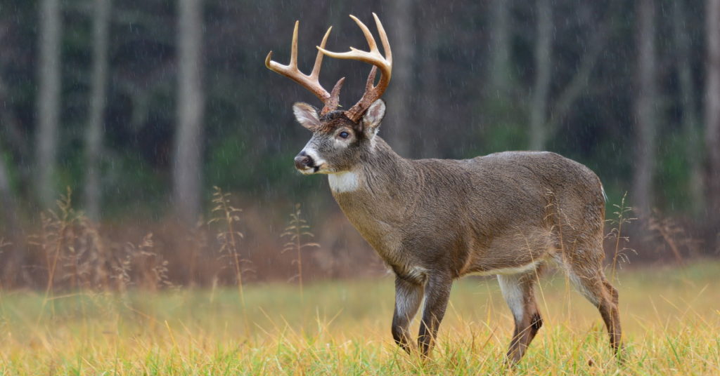 Whitetail Deer Hunting in Kansas | Fast Facts & Information