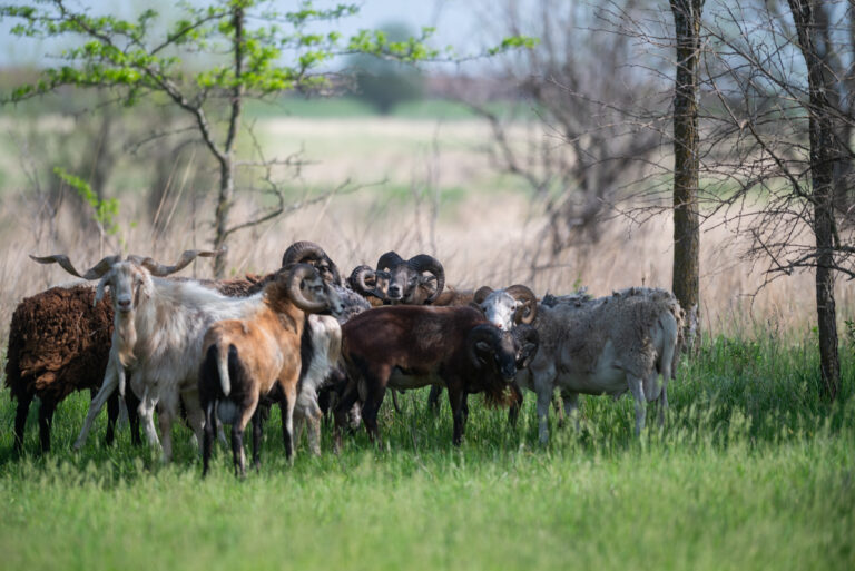Catalina Ram Hunting in Kansas | Trophy Hunting Outfitters